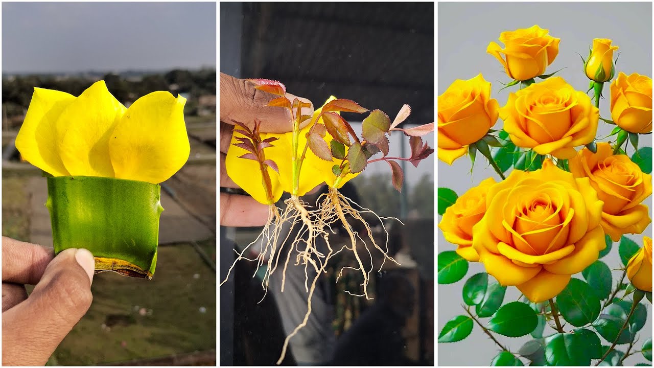 Simple idea for grow rose plant at home from flower petal || Best ...