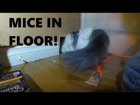 Mice In Floor! Part 2: How to get them out! - YouTube
