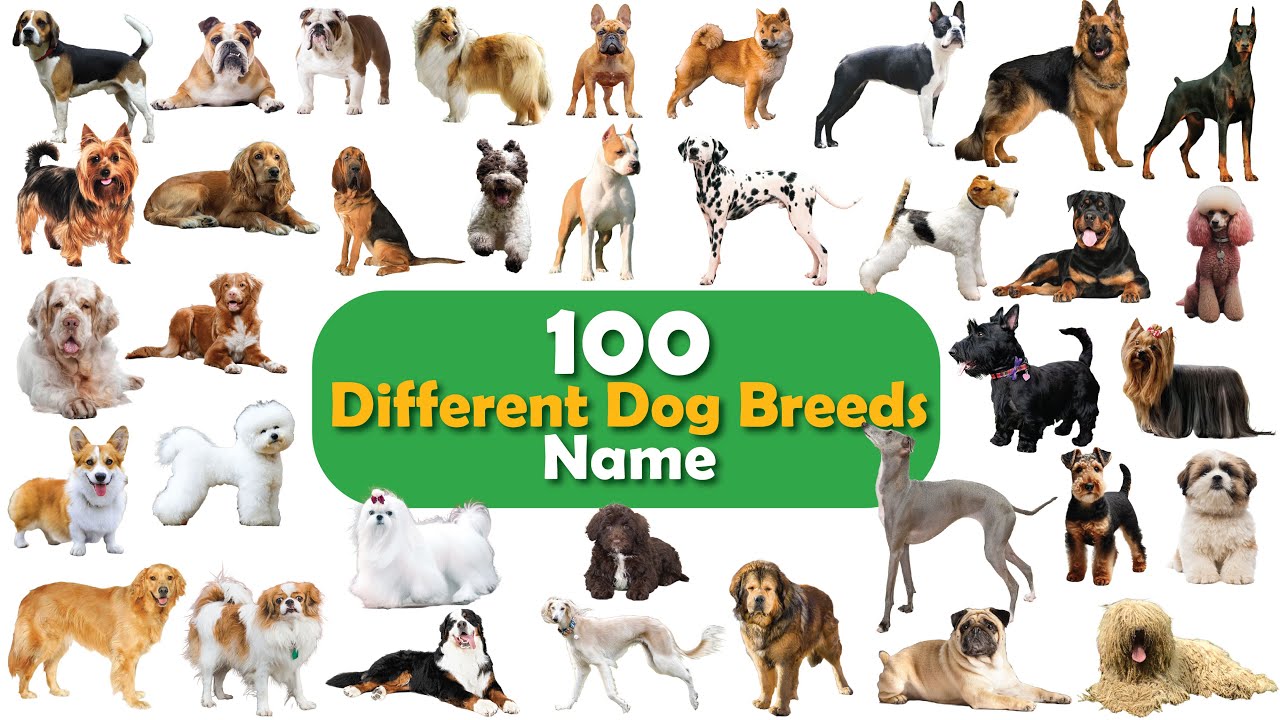 100 Dogs Breeds Names With Pictures II Dog Breeds II 100 Most Popular ...