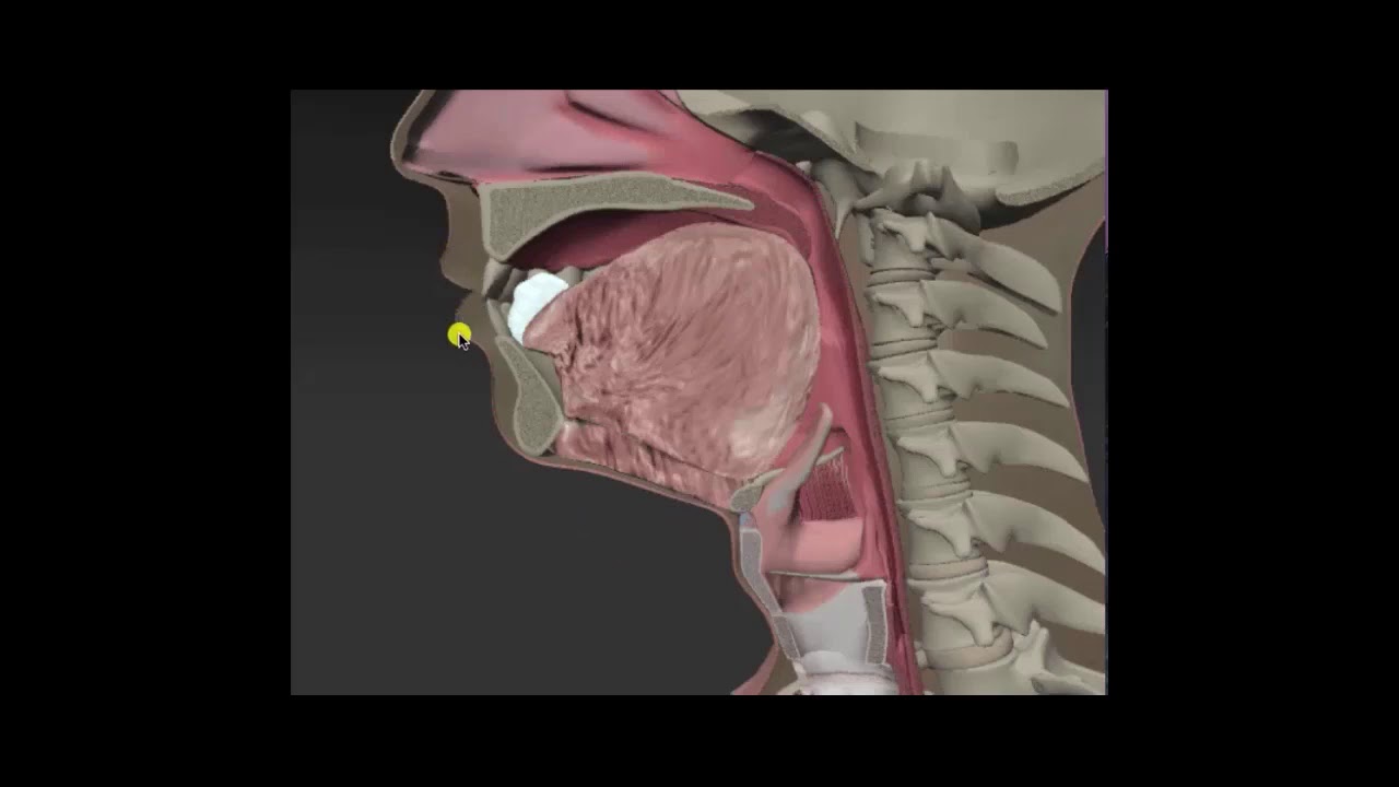 Function of Epiglotis - YouTube