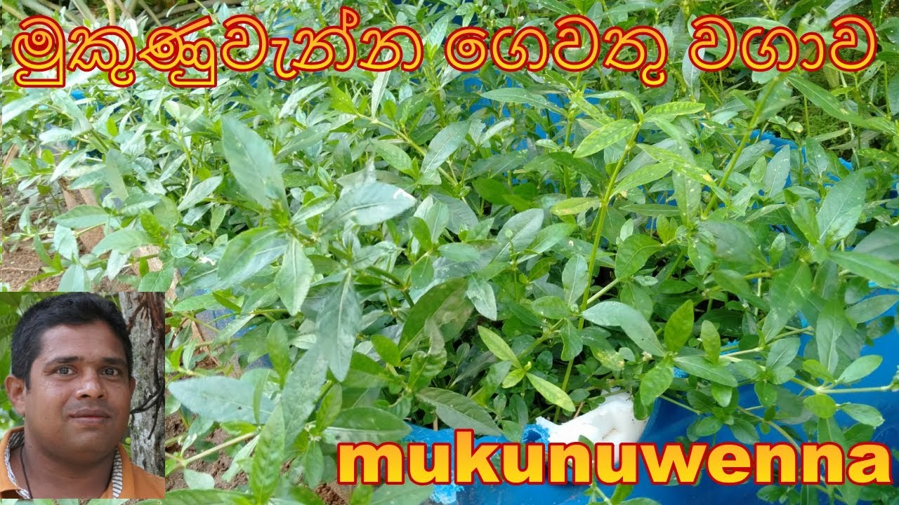 mukunuwenna Home Gardening මුකුණුවැන්න ගෙවතු වගාව Herb cultivation ...