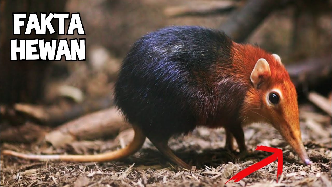 Mengenal Hewan Purba Yang Masih Hidup Yaitu Tikus Gajah Atau Elephant ...