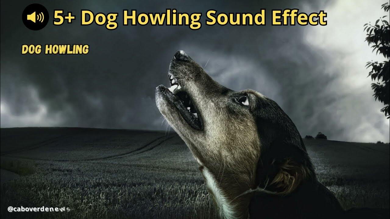 Dog Howling Sound Effect YouTube dog-howling-sound-effect-youtube