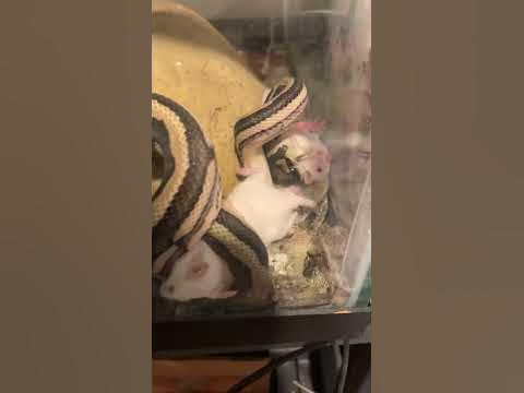 Little Carpet Python constricting on two mice at once! - YouTube