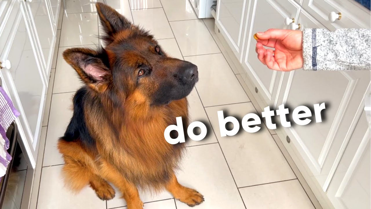 Hilarious dog training fail - YouTube