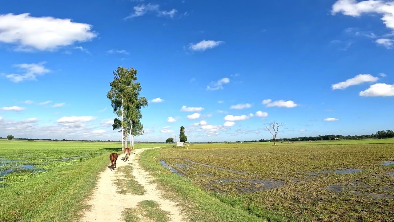 শরৎকালের সকালে গ্রাম বাংলার সুন্দর দৃশ্য। Bangladesh Village Beautiful ...