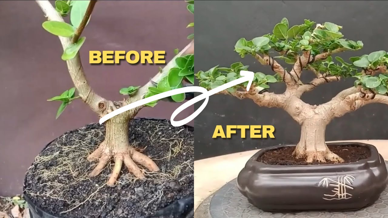 Jin Cut After Year | How to Shape a Bonsai Tree - YouTube