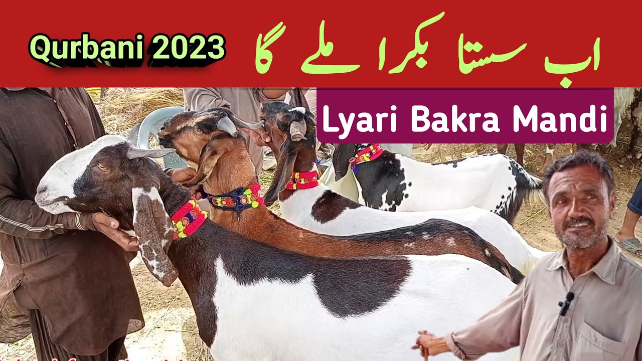 Cheapest Bakra Mandi in Karachi | Liyari Bakra mandi update | Sasta ...