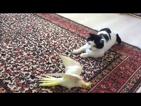 Pkklı kedi vs SAT Papağan