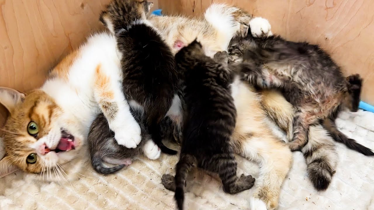 Baby kittens fight on mother cat and she has to yell at them - YouTube