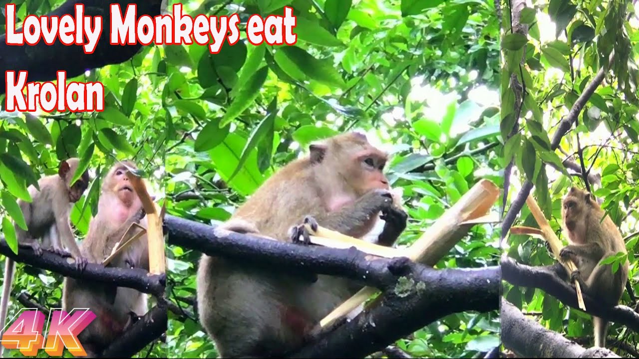 The Secret Life of Monkeys: Discover their Love for Krolan Khmer - YouTube