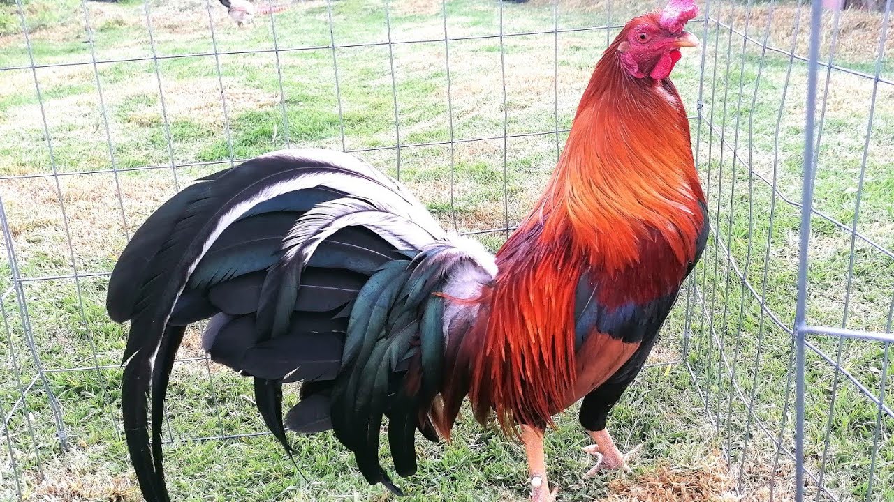 Esta es la CALIDAD de los Roundhead que manejamos - Gallos Finos🐓 - YouTube