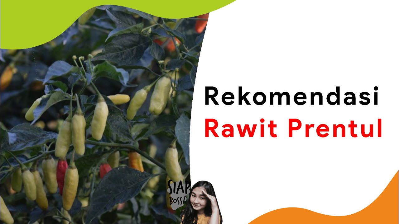 7 Benih Cabe Rawit Prentul Toleran Penyakit - YouTube