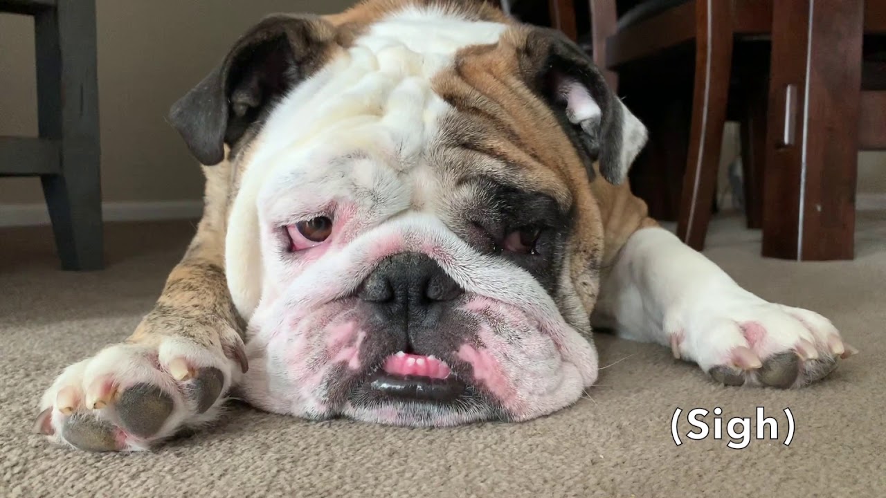 Reuben the Bulldog: Hey Saturday! - YouTube
