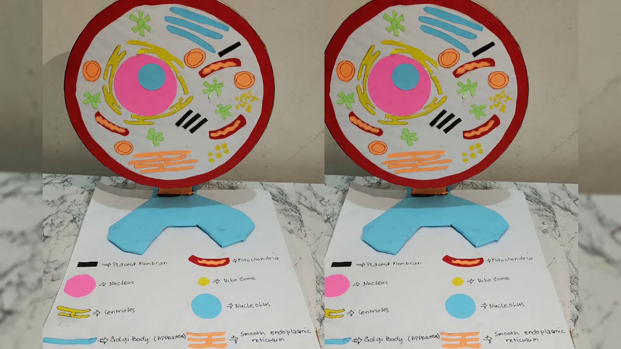 How to Make an Animal Cell Model Project for Science Exhibition ...