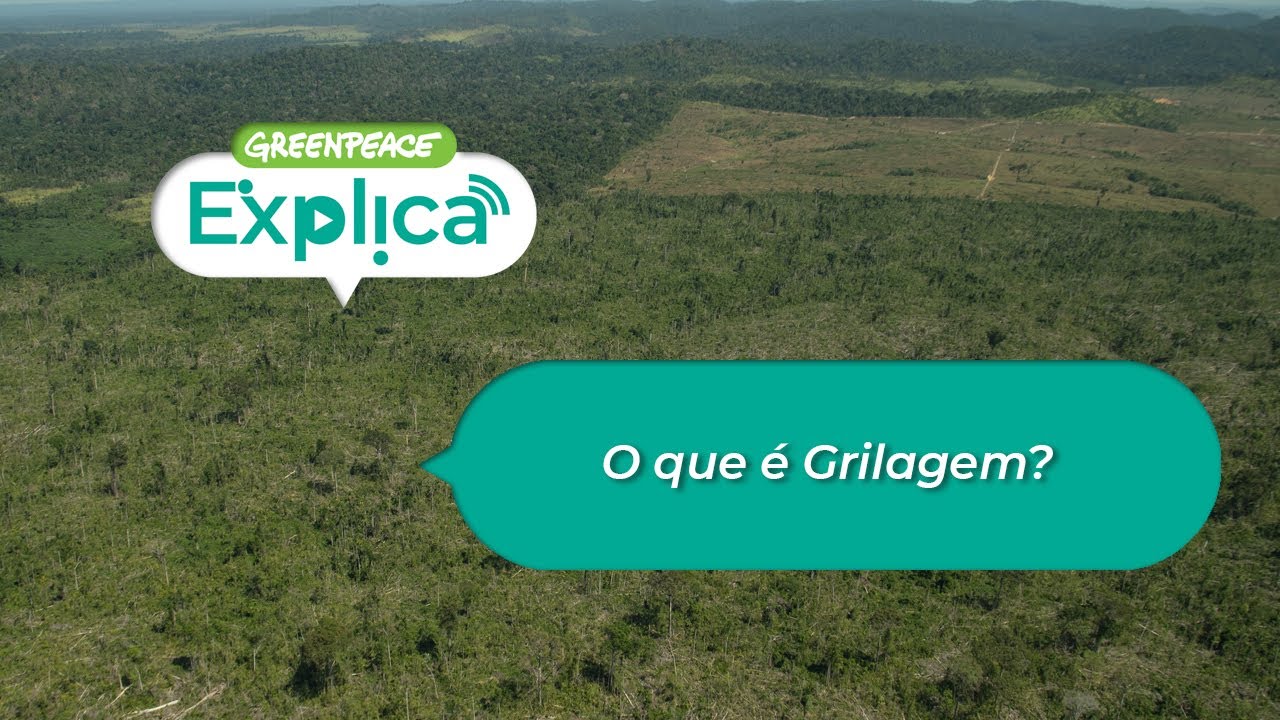 O que é Grilagem? - Greenpeace Explica - YouTube