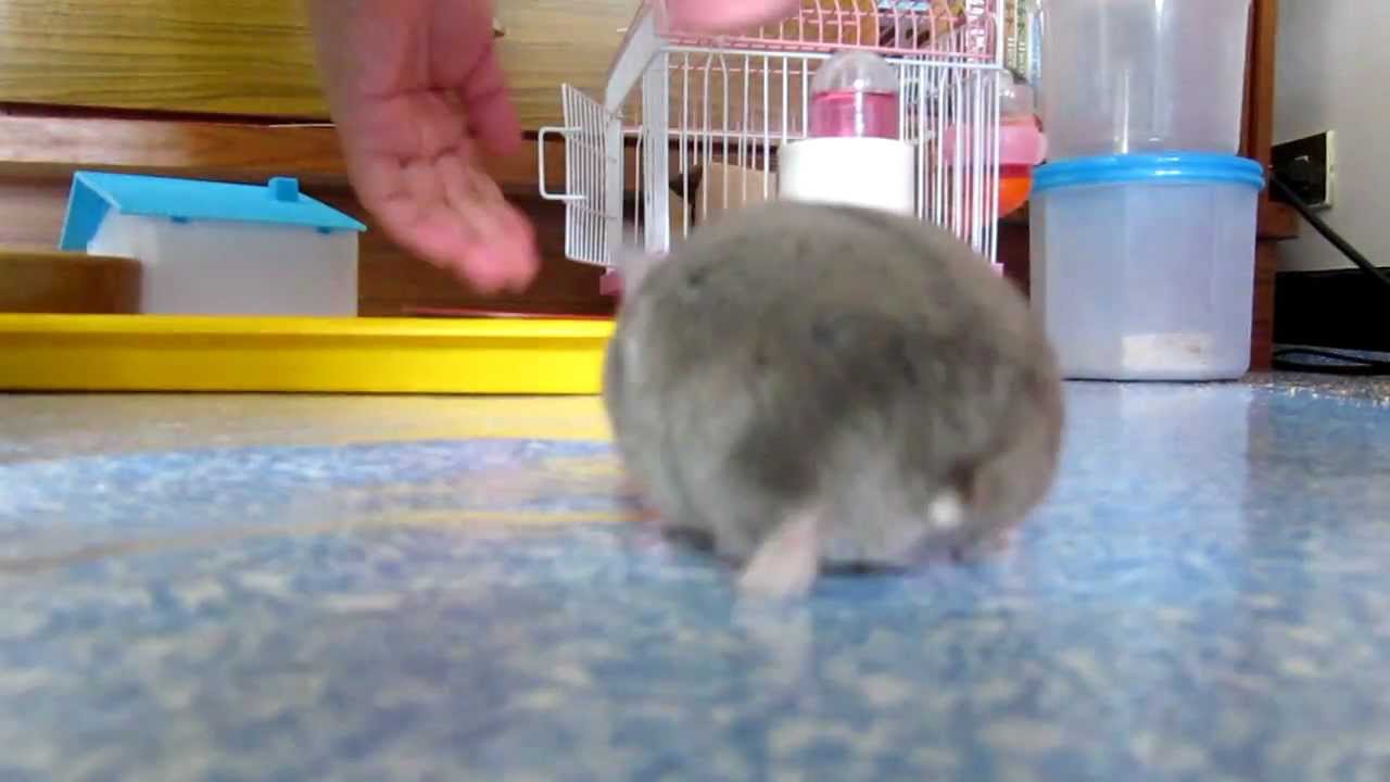 Smart Hamster Part 1 - YouTube