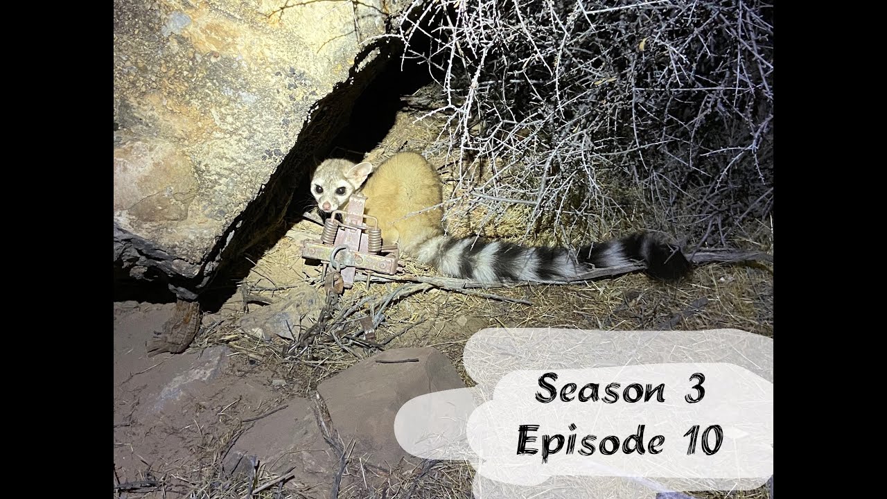 S3 E10 : What Does a Ringtail Sound Like????? - YouTube