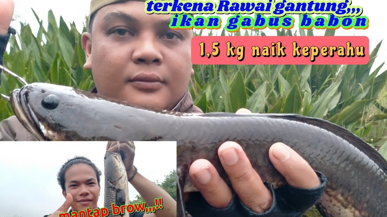 Menggunakan Pancing Rawai Gantung,,!! Dapat ikan Gabus Super Besar ...
