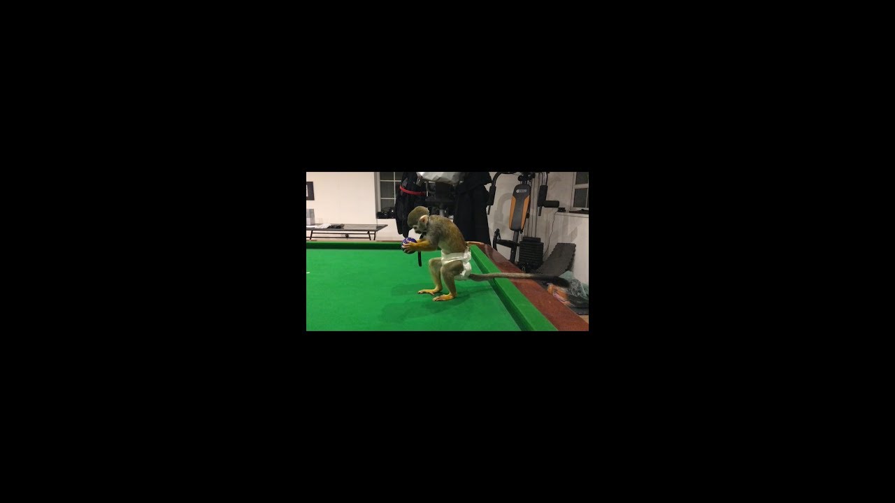 Monkey playing snooker . Billiards - YouTube