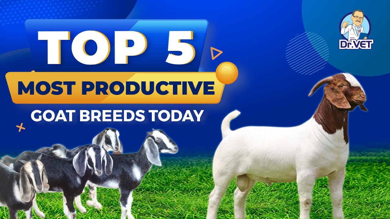 Top 5 most productive goat breeds today | Dr.Vet - YouTube