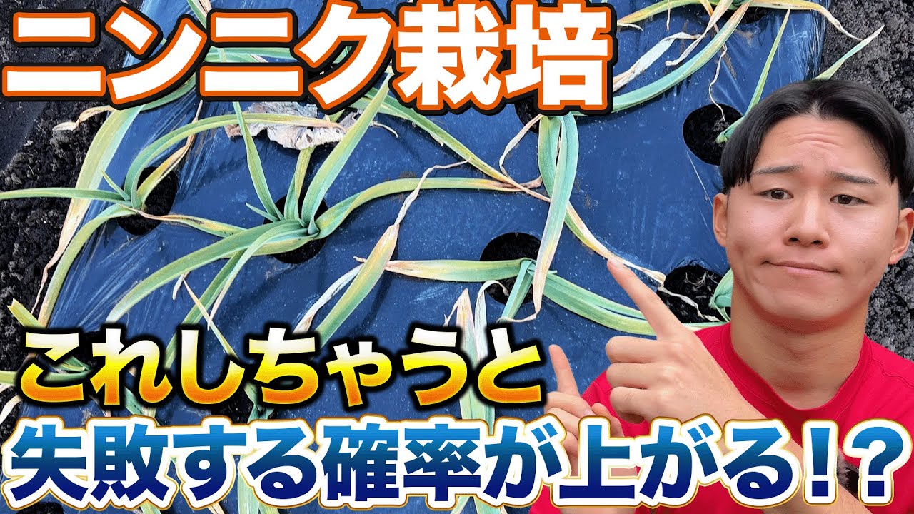 【逆効果⁉︎】ニンニク栽培でお世話の時に気をつけて欲しい重要なポイントについて - YouTube