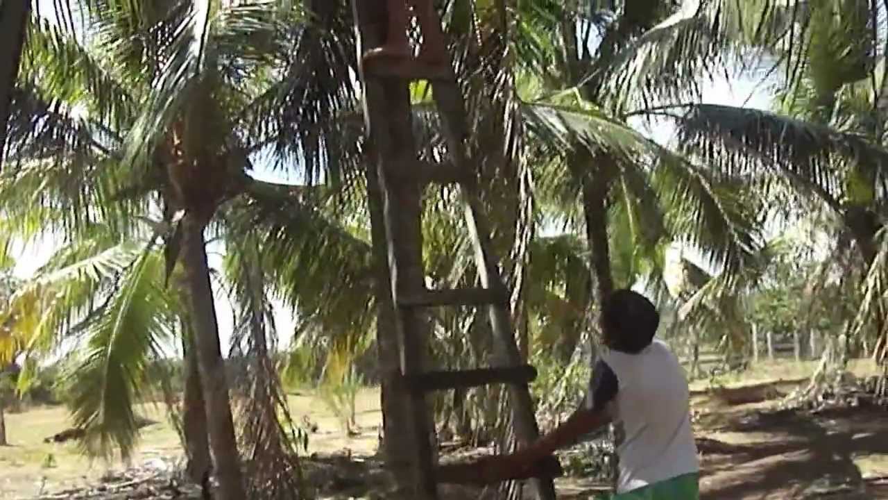 colhendo coco no PE ., - YouTube