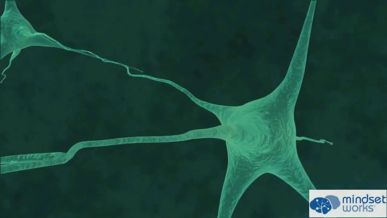 Malleable Brain Animation from Mindset Works, Inc. - YouTube