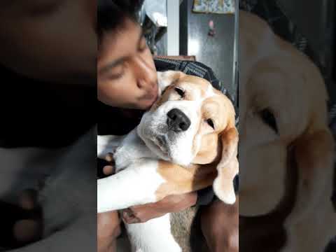 Beagle Growling || Blowing in my Dog's face - YouTube