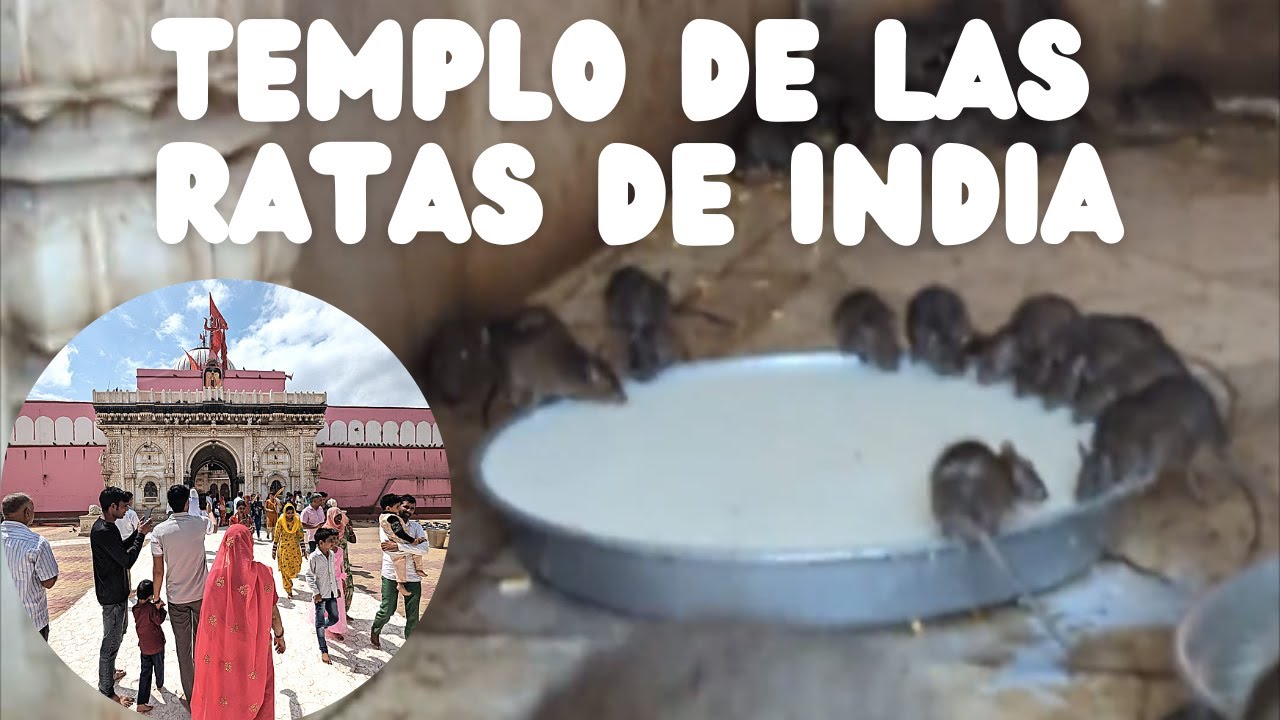 Visitamos el Templo de Karni Mata, el templo de las ratas🐀 4K | Viaje ...