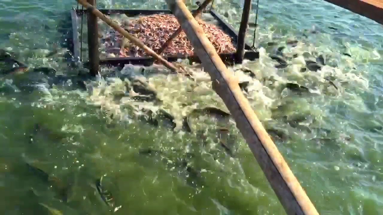 Fish farming | Giant snakeheads feeding with fish farm CK - YouTube