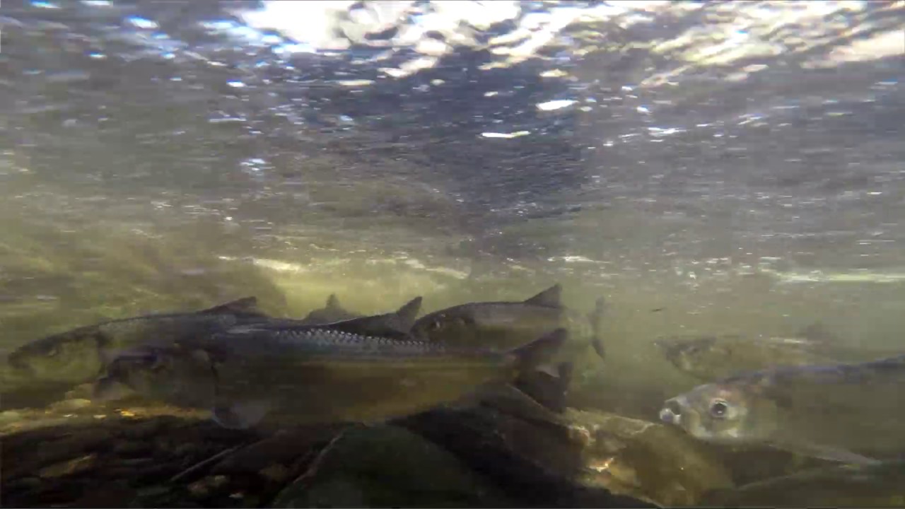 Gaspereau spawning run on cow bay river - Nova Scotia - YouTube