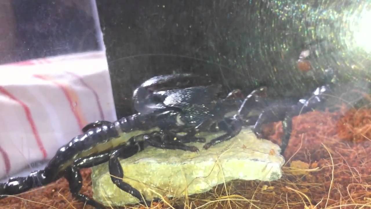 Emperor Scorpion Mating (Pandinus Imperator) - YouTube