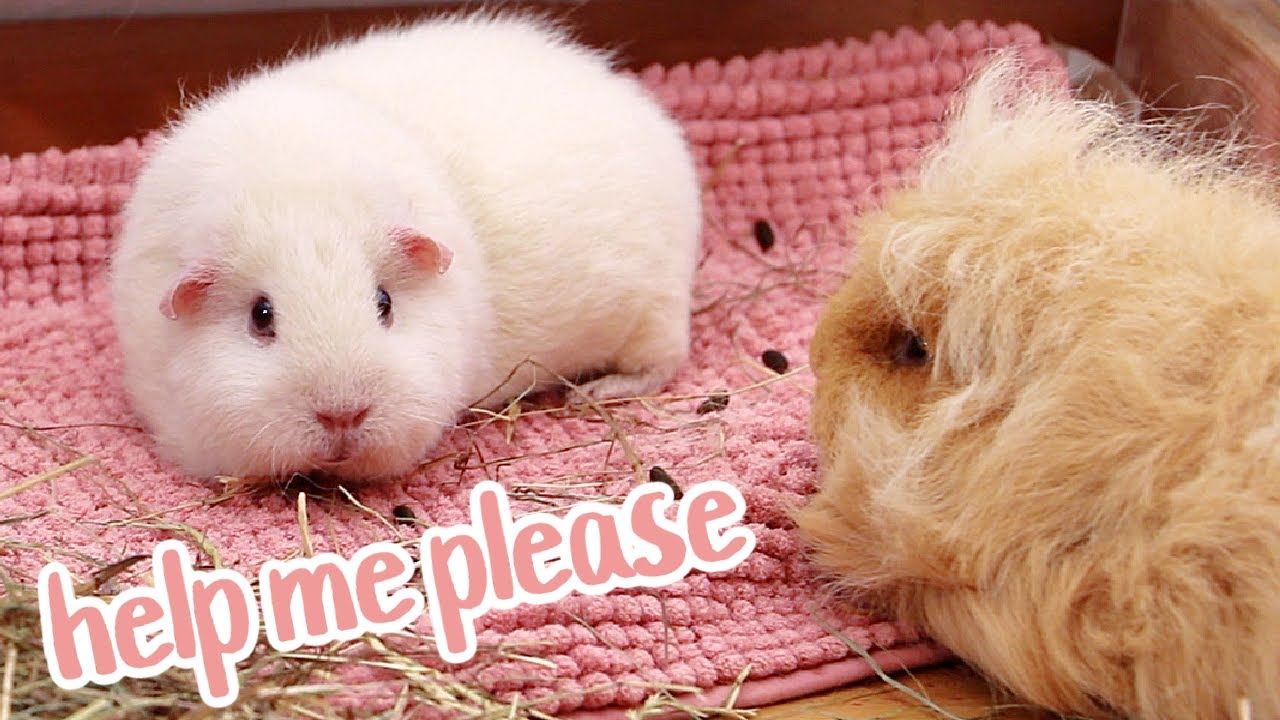 How to Spot an Unhappy Guinea Pig - YouTube