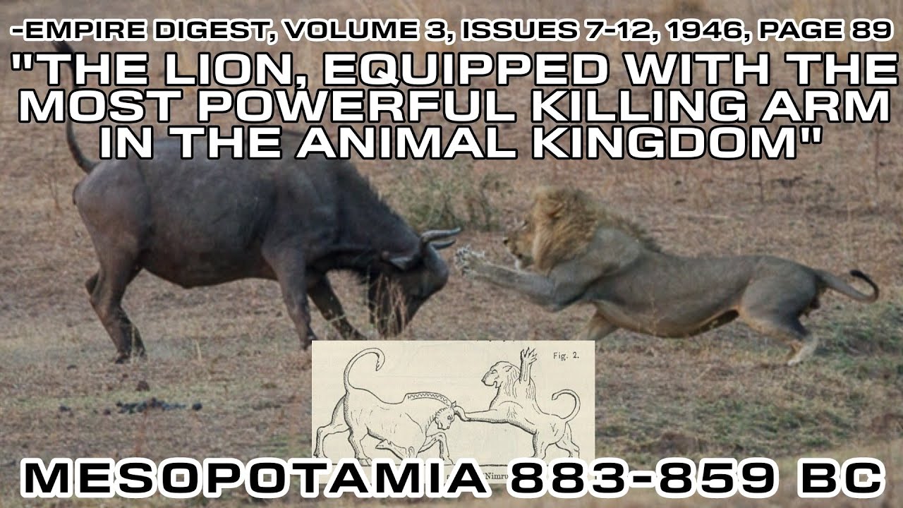 Accounts of the lion's striking feats and killing animals with paw ...