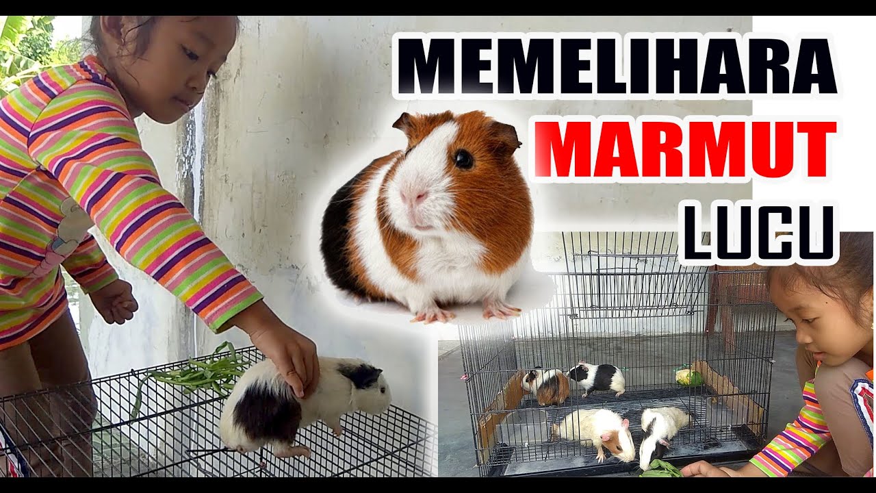MEMELIHARA MARMUT LUCU - YouTube
