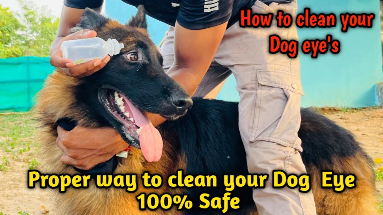 How to clean your Dog eye's / Proper way to clean your Dog Eye - YouTube
