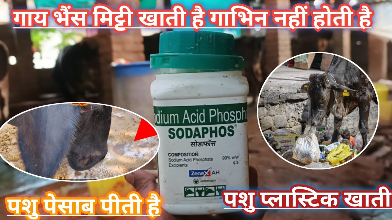 Use Veterinary SODAPHOS Powder || गाय भैंस पेशाब पीती है मिट्टी खाती है ...