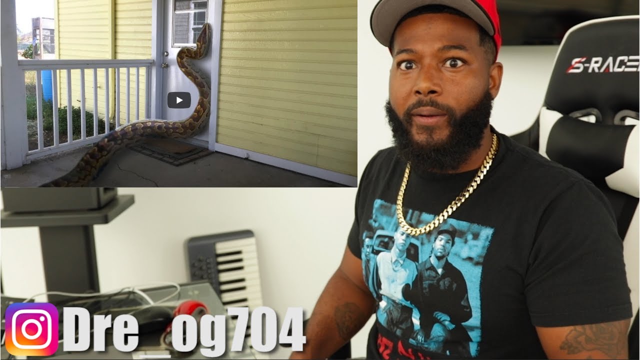 The most incredible cases of wild animals invading people's homes ...