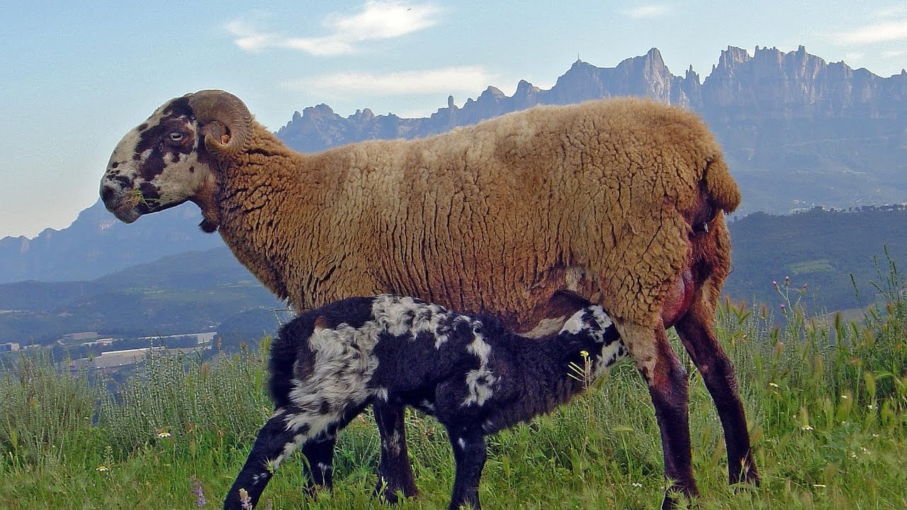 Manresa: raça ripollesa - YouTube