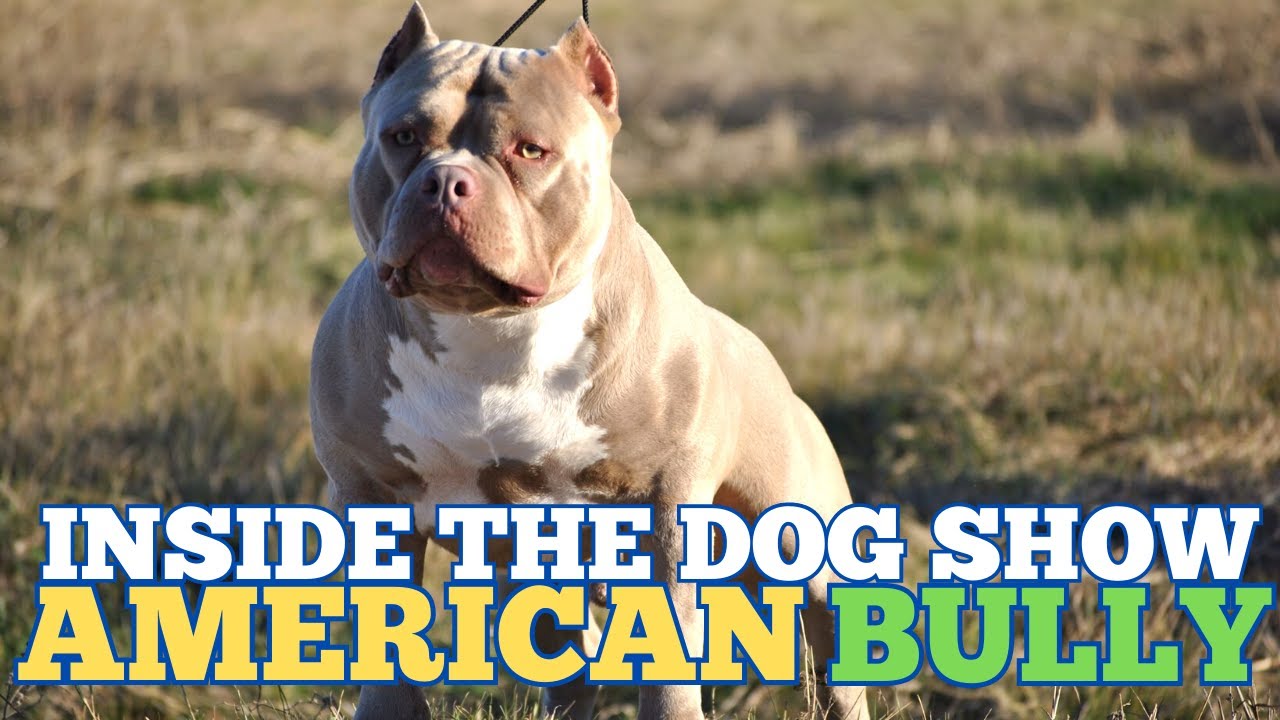 Inside the Dog Show: Preparing Your American Bully for Competition ...