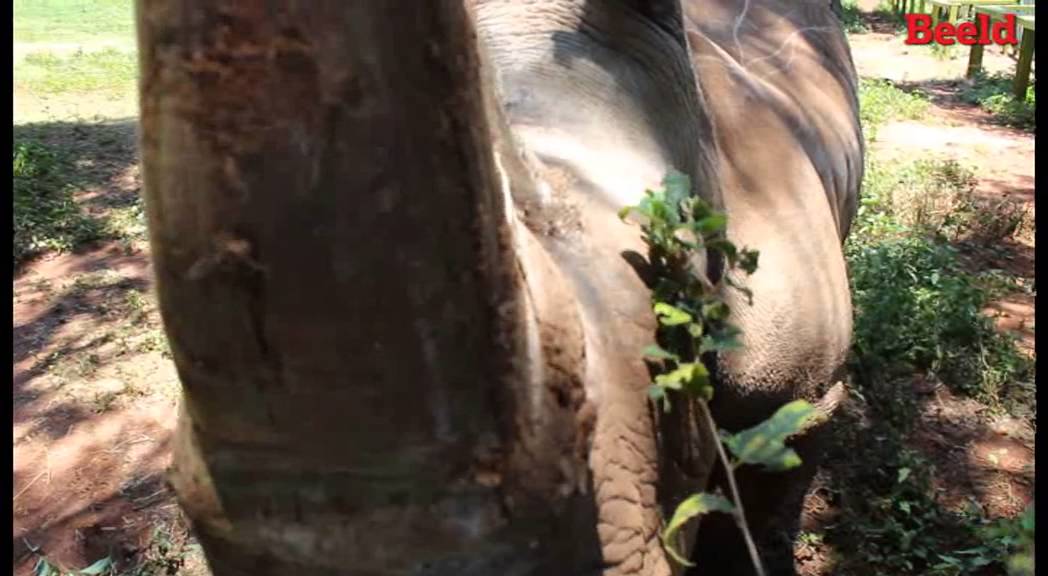 Die Nasionale Dieretuin in Pretoria se nuwe witrenoster - YouTube