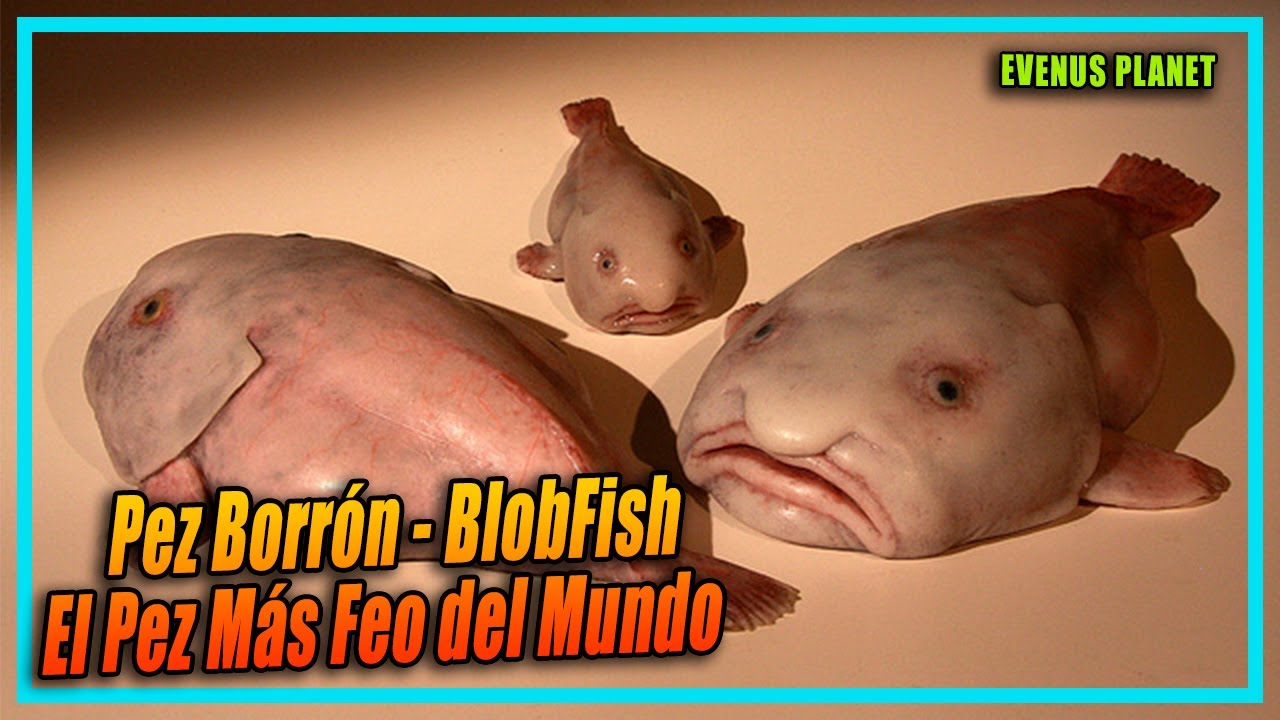 BlobFish (Pez Borrón - Pez Gota) El Pez Más Feo del Mundo - YouTube