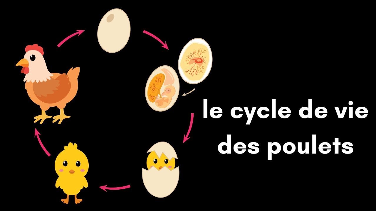 Cycle de vie des poulets (Life cycle of the chicken) printemps, ferme ...