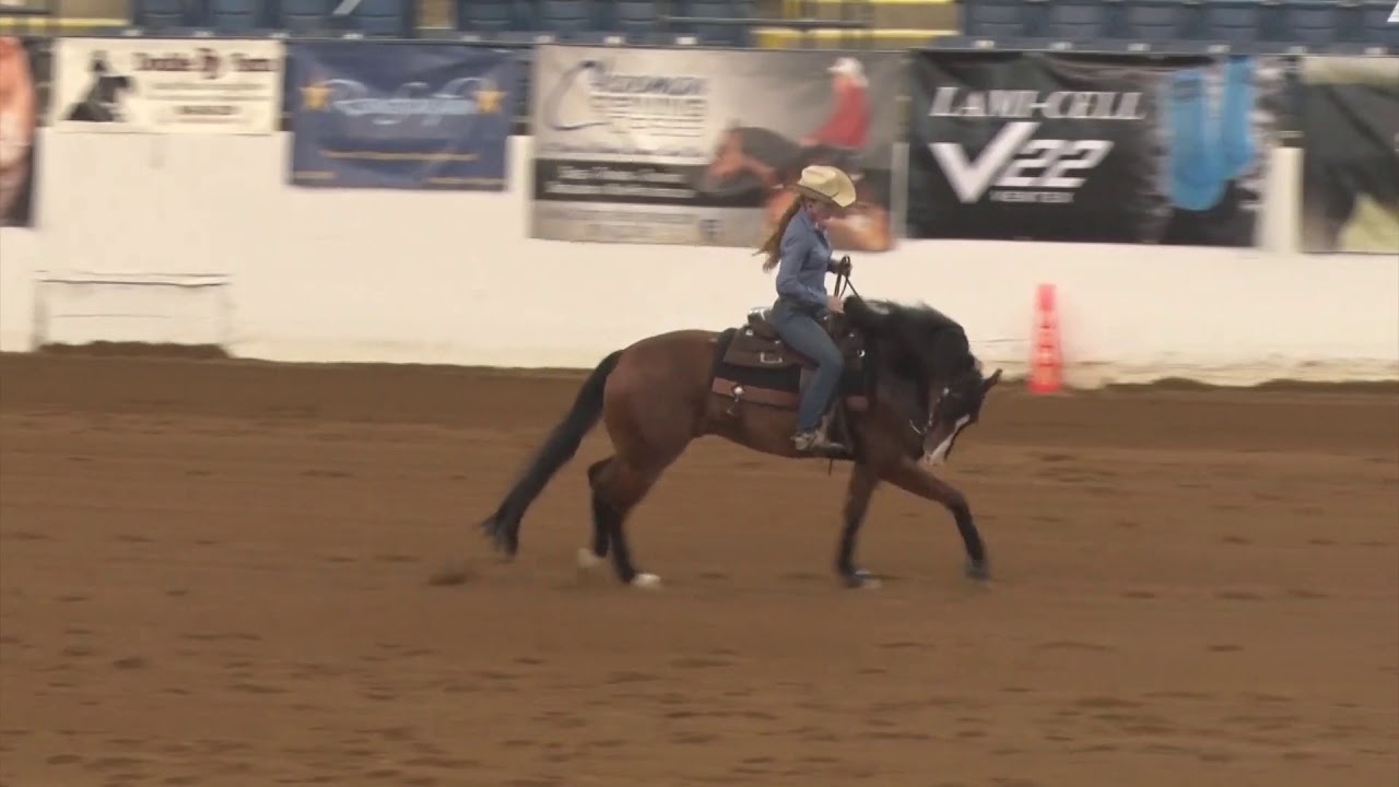 190717 Novice Horse Shannon Quinlan on Surprizing Whiz - YouTube