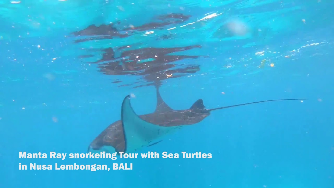 Experience Bali Manta Ray Snorkeling With Birdmi.com - YouTube