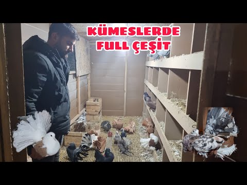 RAKKAS IRKINDA SON TÜRKİYE  ŞAMPİYONU BİLAL İN KÜMESLERİNDEYİZ   AKÇALAR