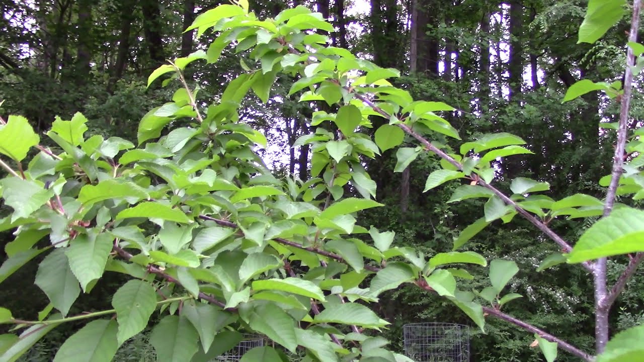 Van Cherry- Early May 2019 Grown naturally and organically in eastern ...