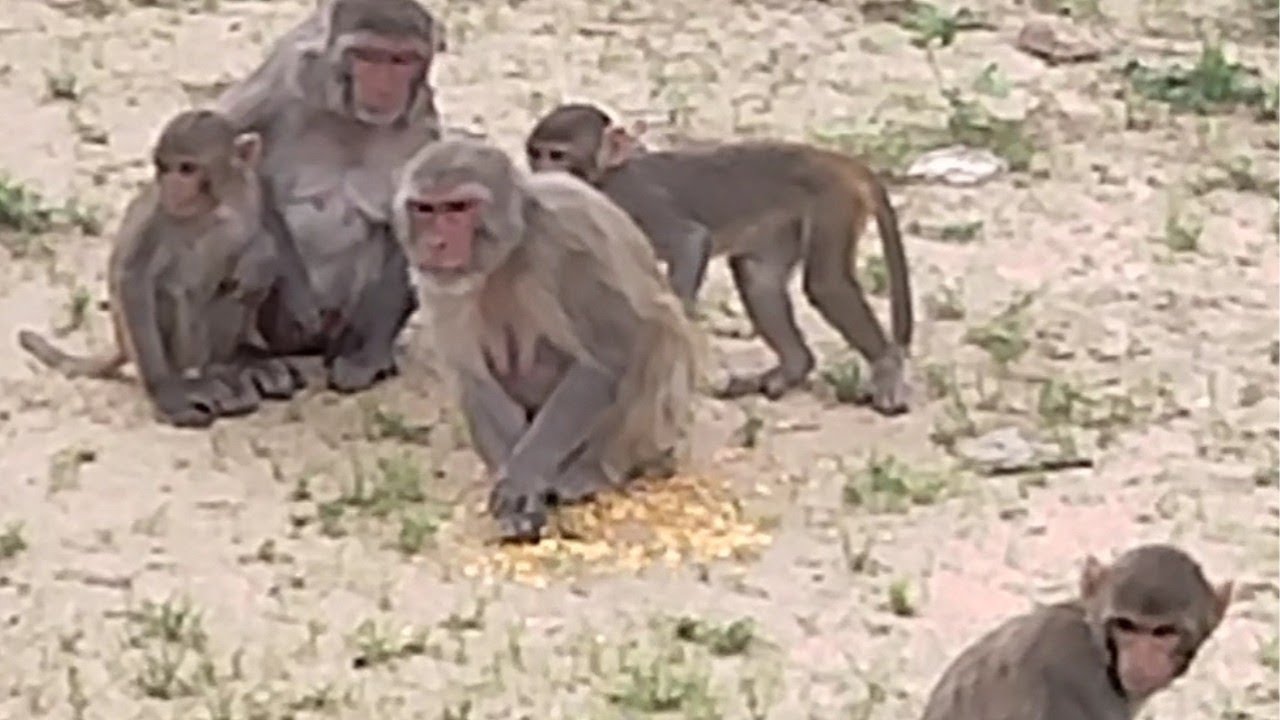Monkey Eating Namkeen | Monkey Video | Hanuman | Bal Hanuman 🙏 🐒🙈🙉🙊 🚩🕉🔱 ...