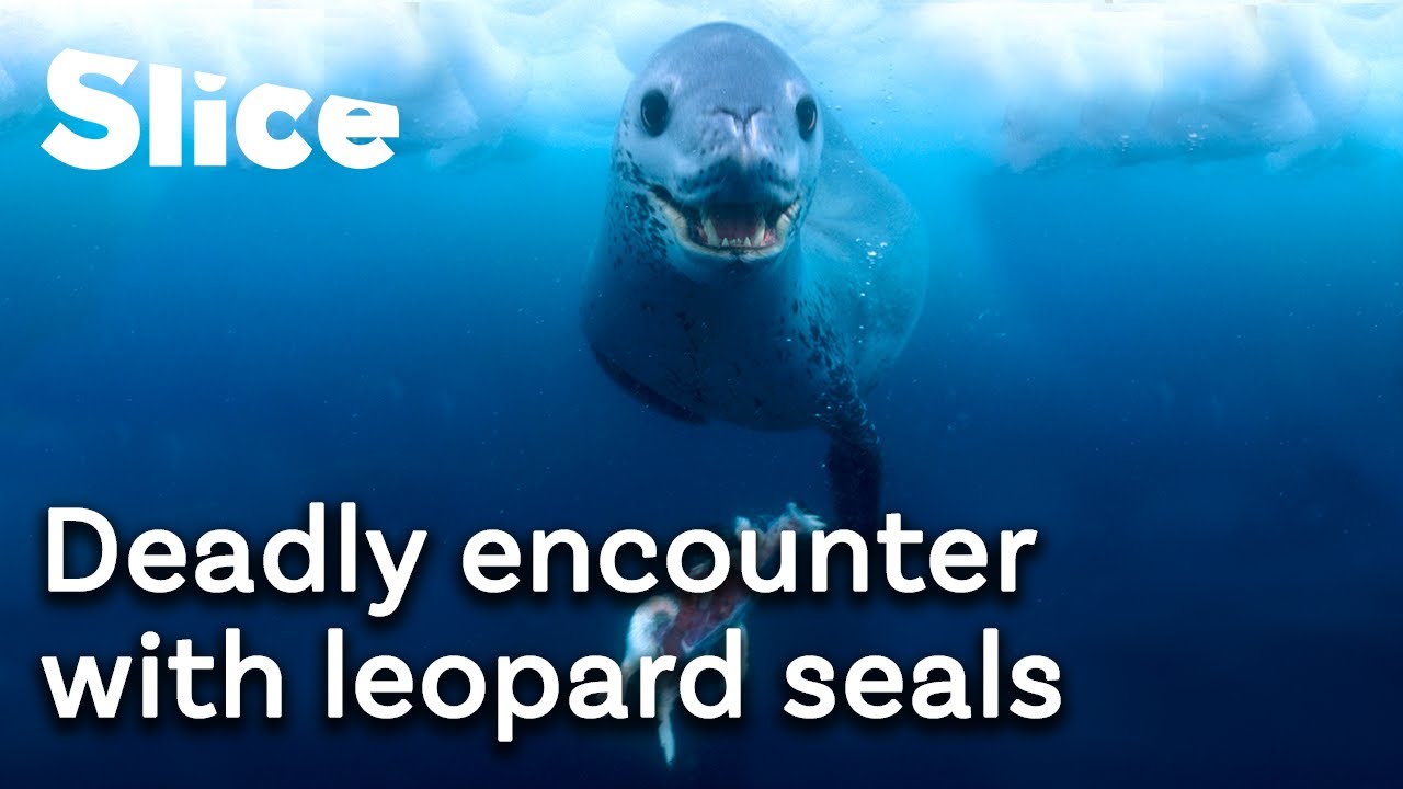 Supreme predator of Antarctica, closer than ever | SLICE - YouTube